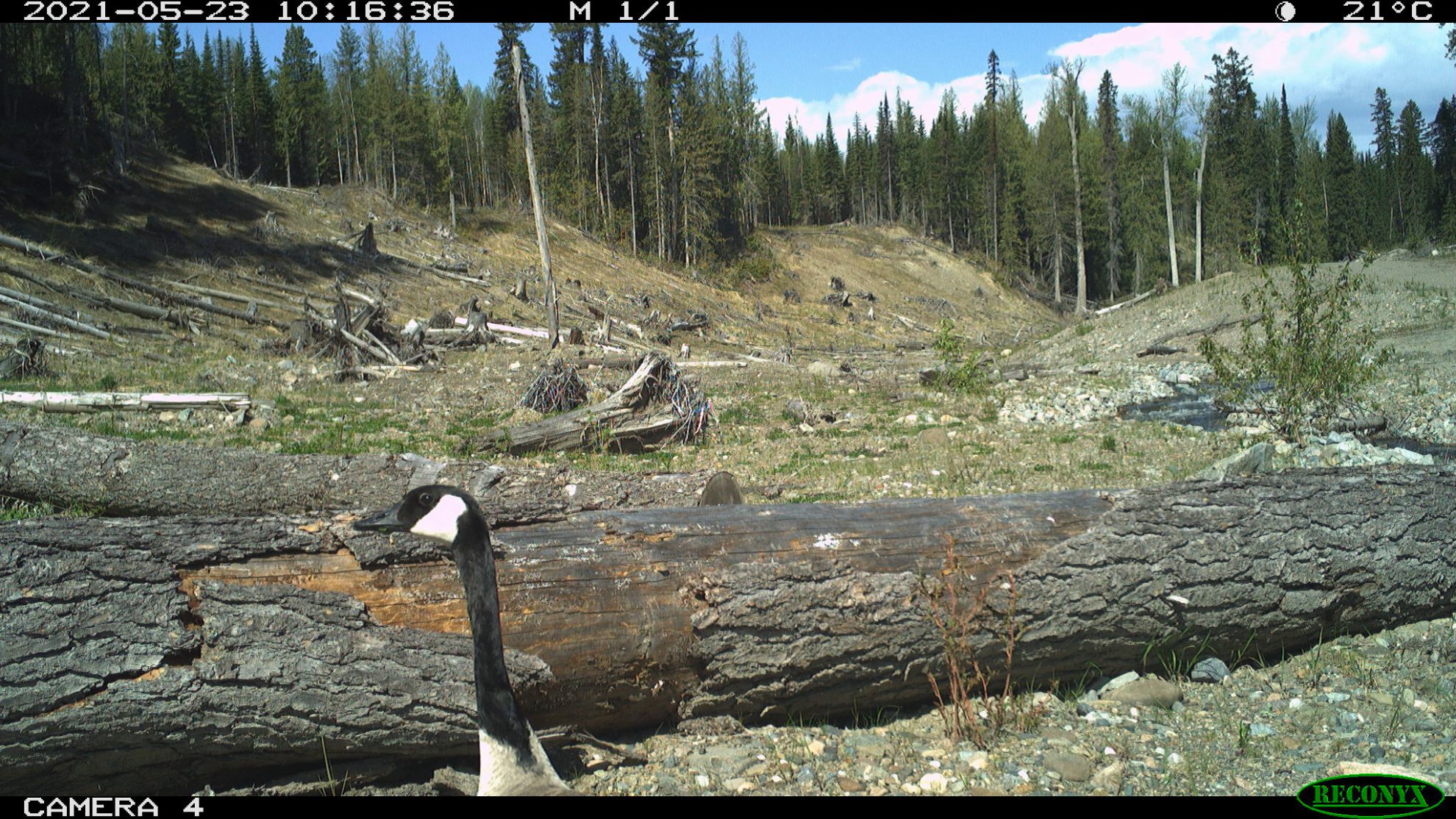 Mount Polley - Remediation and recovery journal
